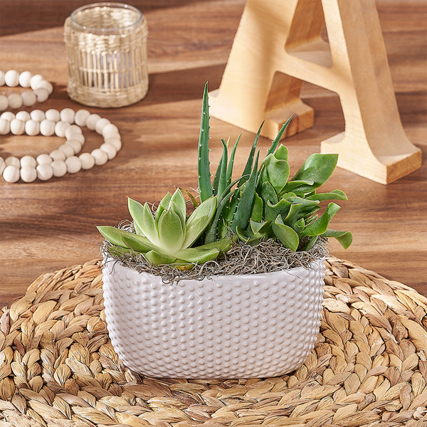 Little Oasis Succulent Garden - Chicago Baskets - Chicago Delivery.