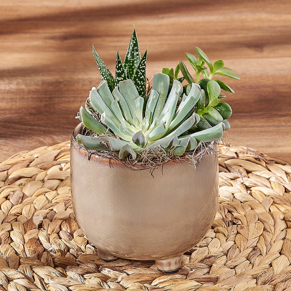 Potted Succulent Trio – Plant gift baskets – Chicago delivery - Chicago ...