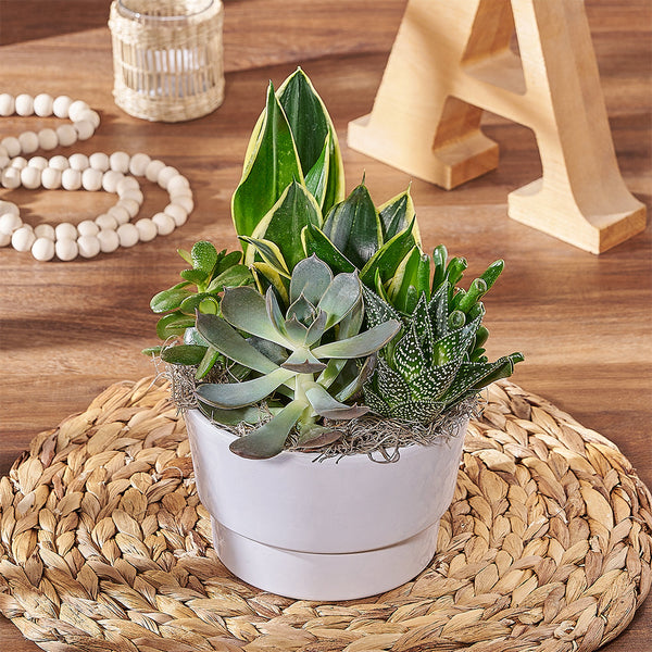 Succulent Garden Arrangement - Plant gift baskets – Chicago delivery ...